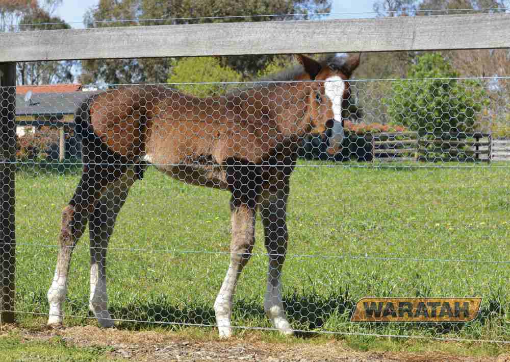 Longlife Netting | Australian Made Fence Wire | Waratah Fencing