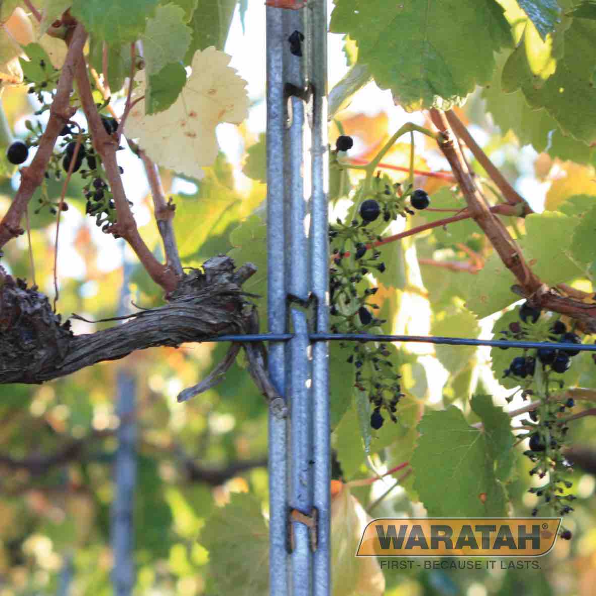 Thumpa Pneumatic Post Driver | Fencing Tools | Waratah Fencing